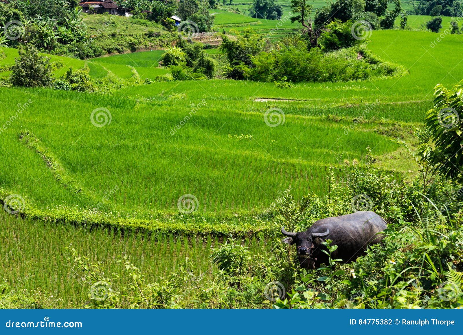 Water Buffalo in a Rice Field in Vietnam Stock Photo - Image of buffalo ...