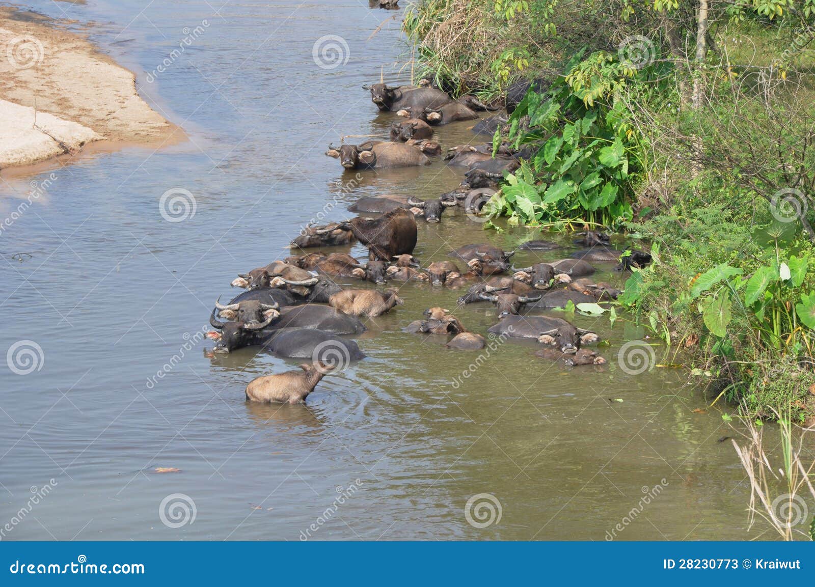 Water buffalo in river stock image. Image of group, herd - 28230773