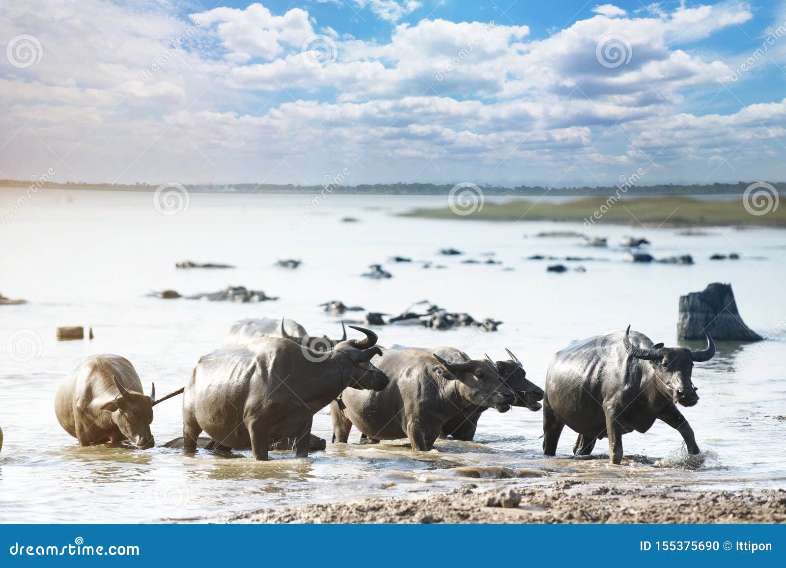 Water buffalo in river stock photo. Image of nature - 155375690
