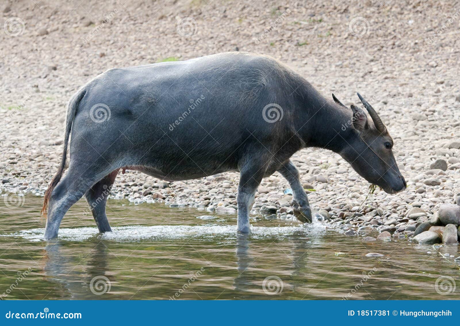 Water buffalo at riverside stock image. Image of karbouw - 18517381