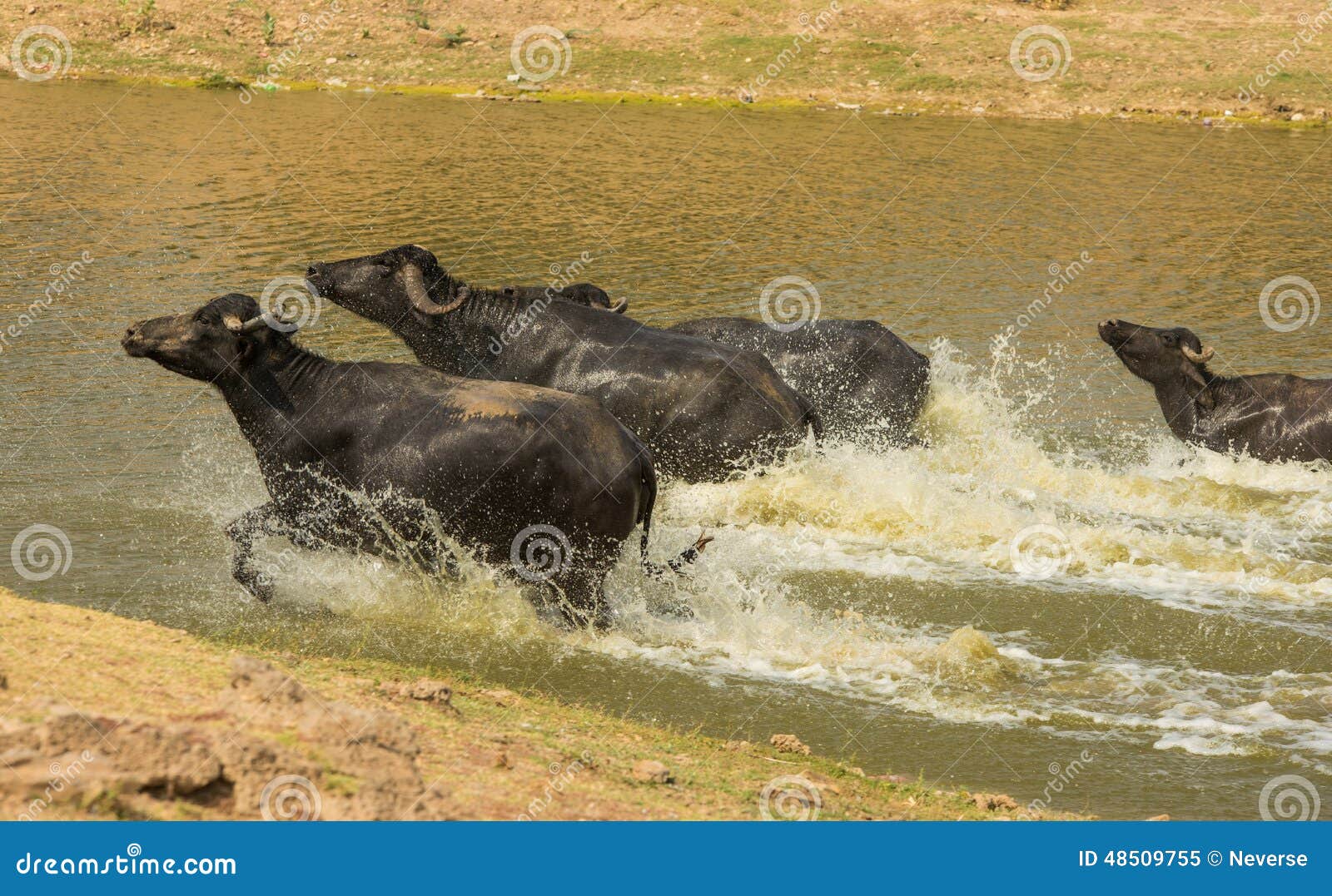 Water Buffalo Running in Lake Stock Image - Image of water, population ...