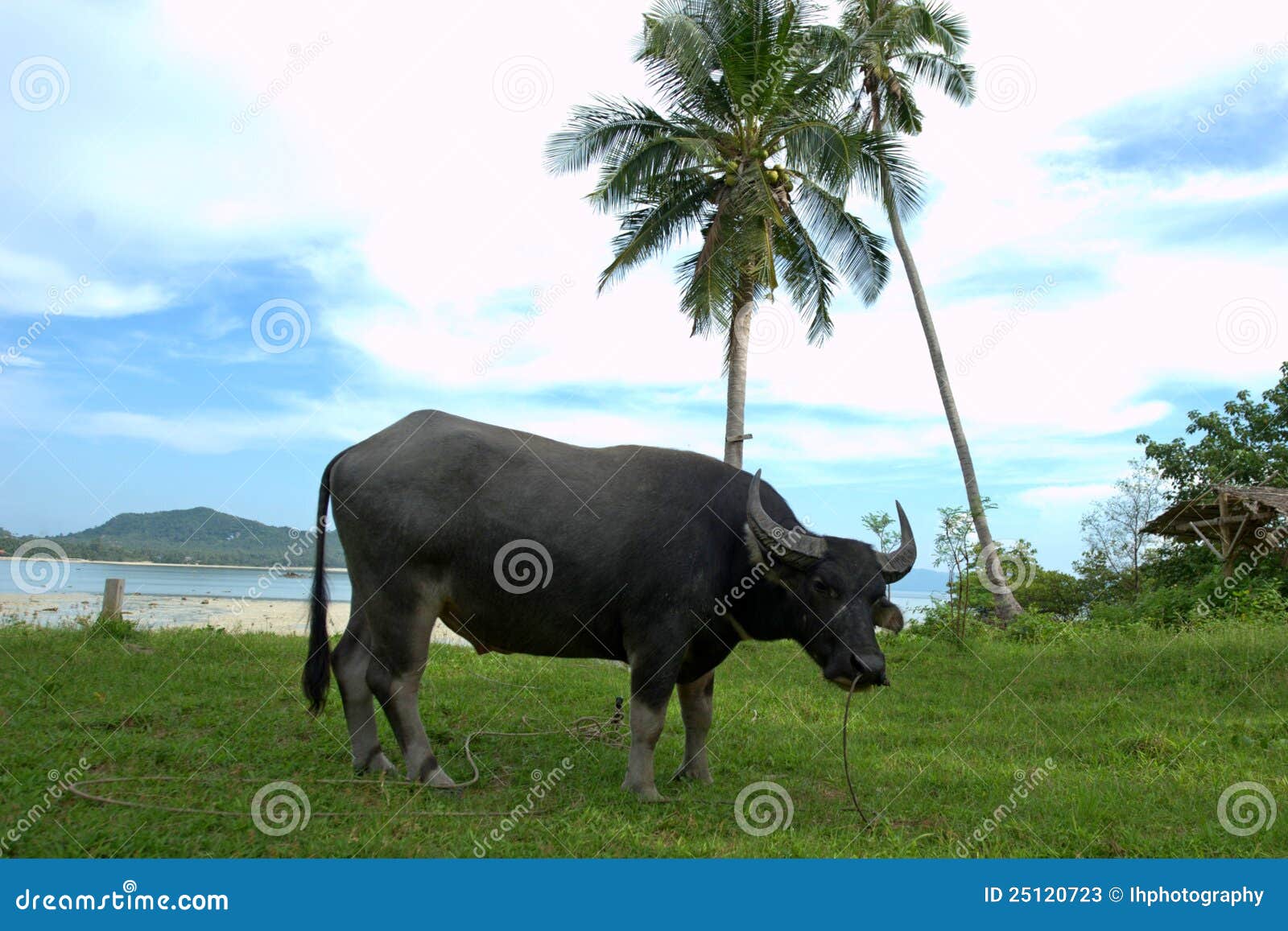 Water buffalo by the sea stock image. Image of blue, wild - 25120723