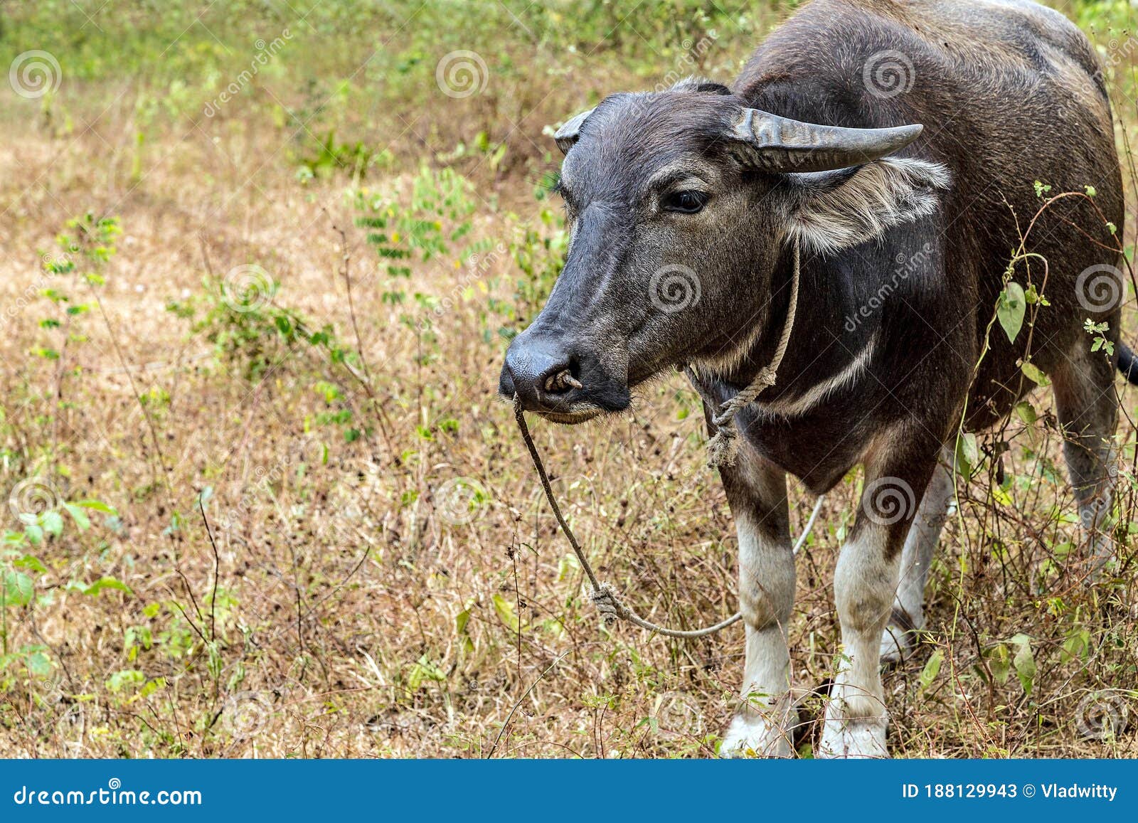 Water buffalo. Side view stock image. Image of paddock - 188129943