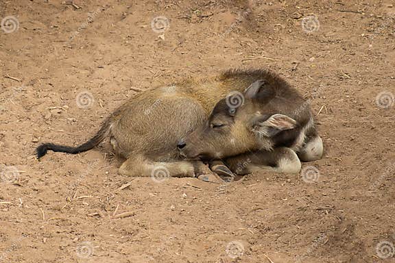 Water buffalo are sleeping stock photo. Image of buffalo - 283954542