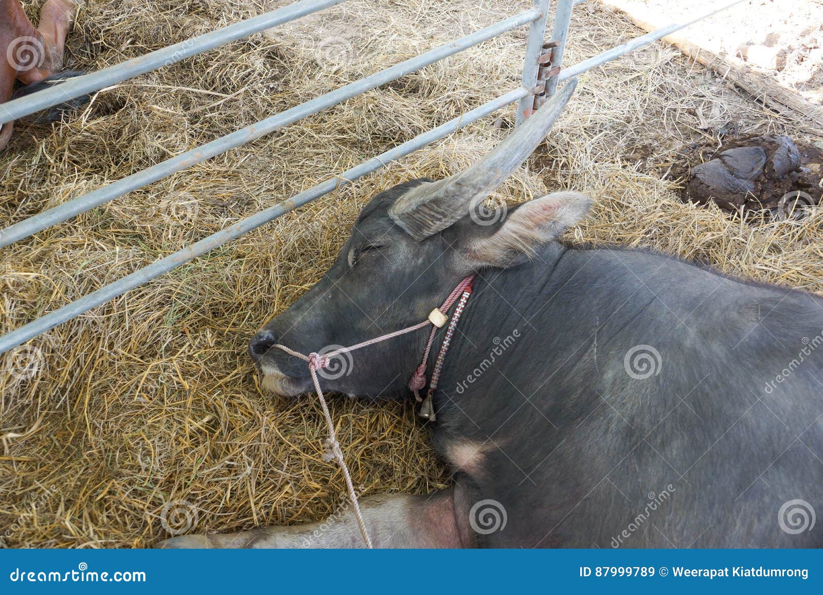 Water buffalo stock image. Image of large, tropical, agriculture - 87999789