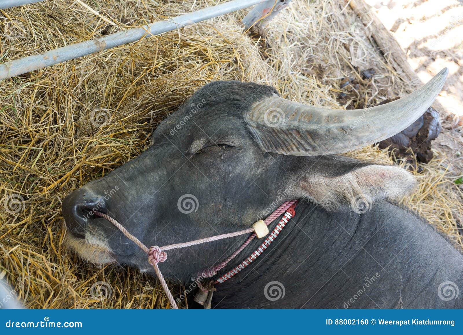 Water buffalo stock photo. Image of outdoor, field, cage - 88002160