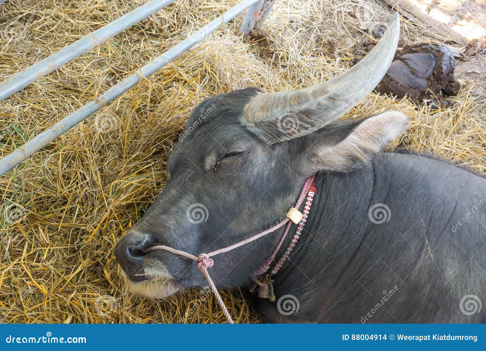 Water buffalo stock photo. Image of beautiful, culture - 88004914