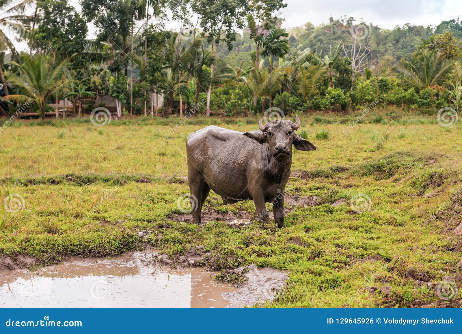 Water Buffalo Smeared with Marsh Stock Photo - Image of asia, black ...