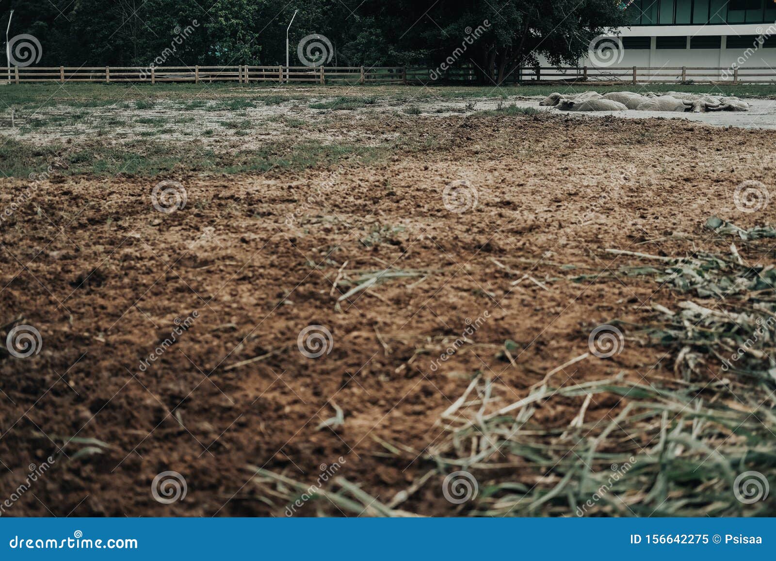 Water Buffalo Soaking in Mud Stock Image - Image of wildlife ...