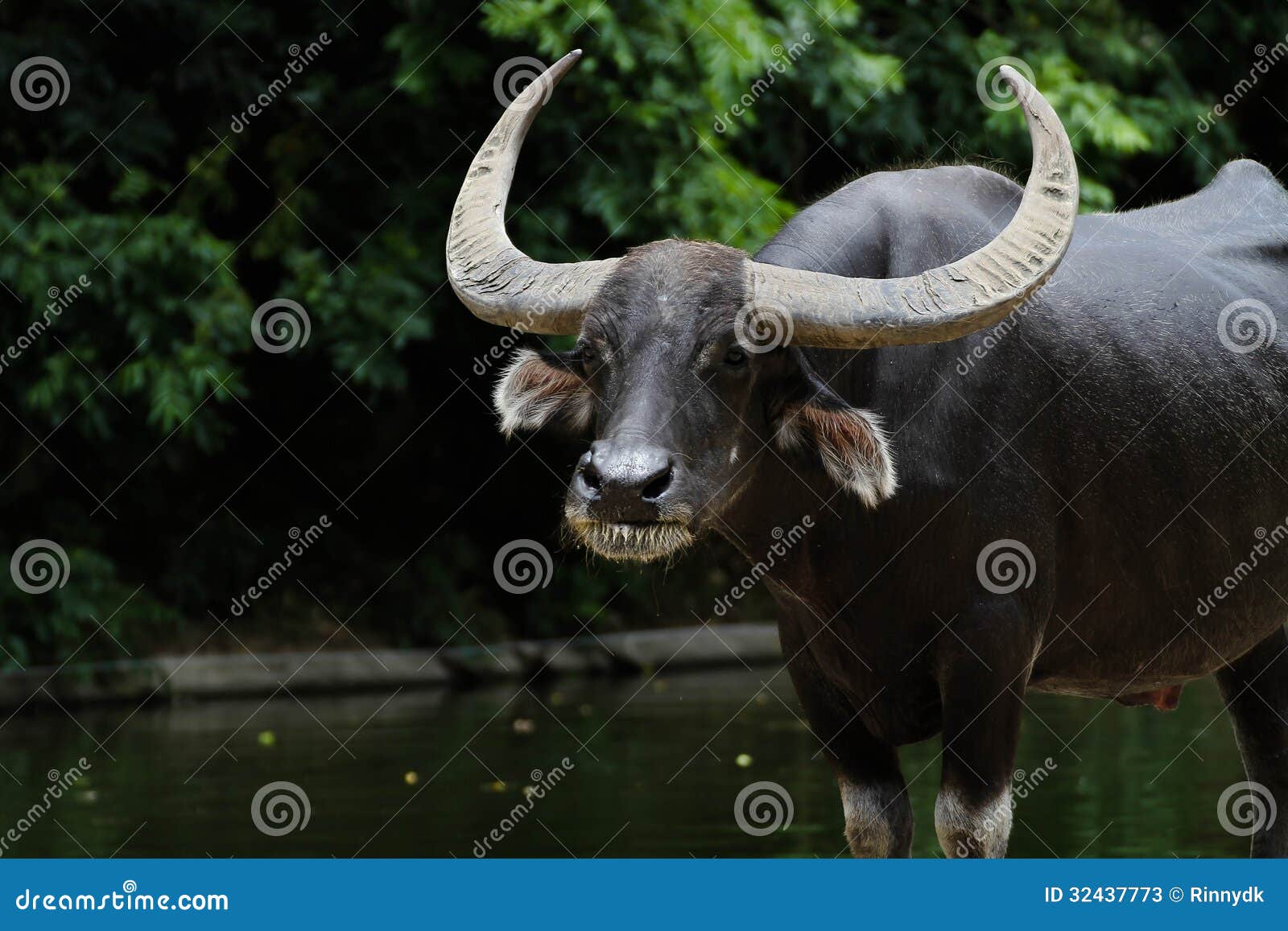 Water Buffalo stock image. Image of outdoor, agriculture - 32437773
