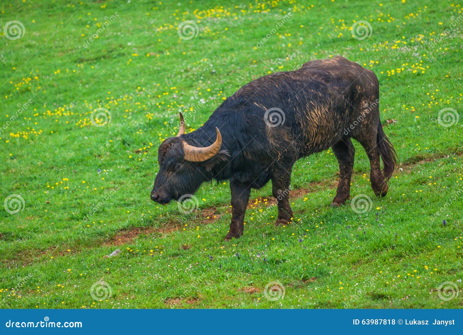 Water Buffalo Standing on Green Grass Stock Photo - Image of water ...