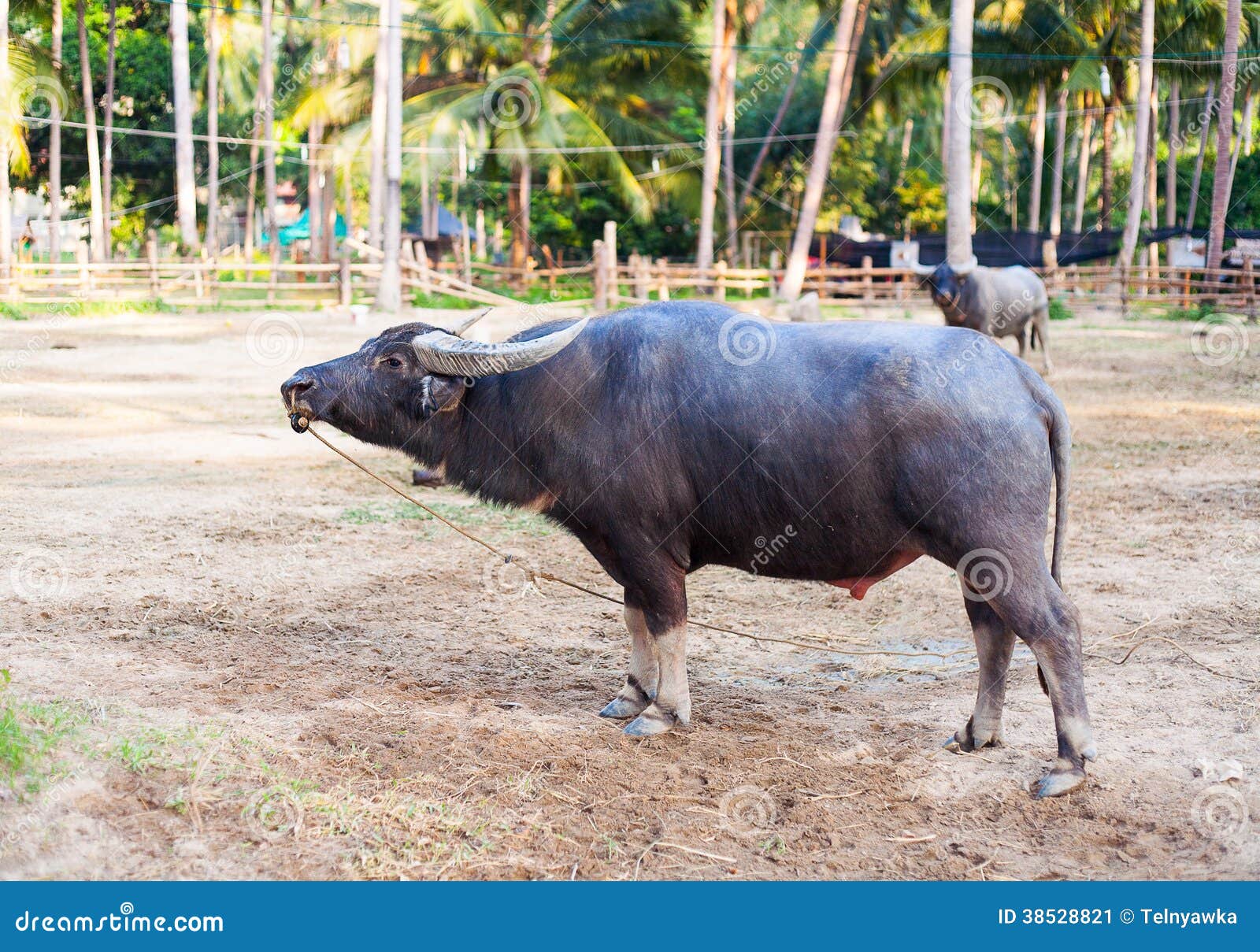 Water buffalo stock image. Image of heat, eating, culture - 38528821