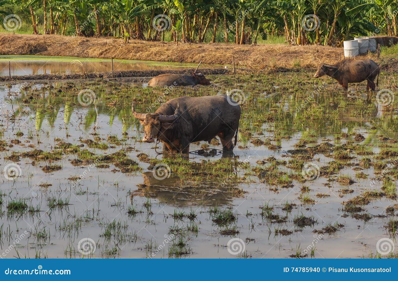 Water buffalo stock photo. Image of nature, buffalo, country - 74785940