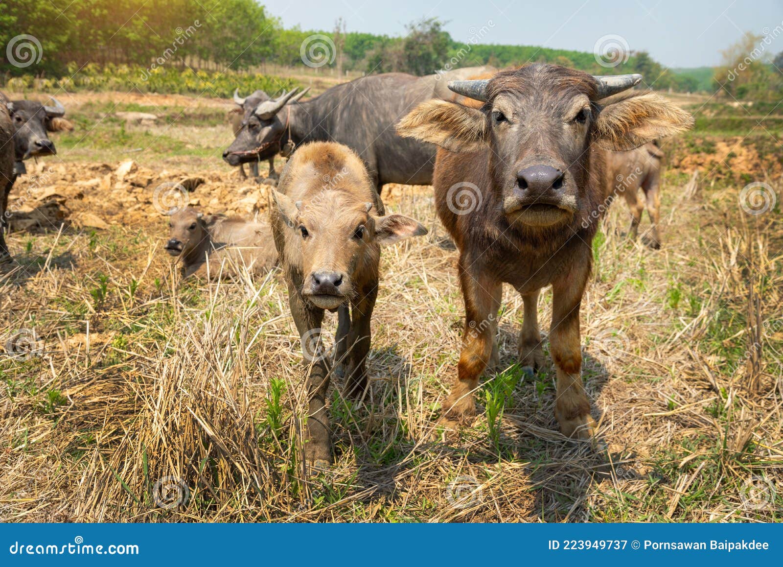 Water Buffalo, Thai Buffalo Stock Image - Image of tropical, herbivore ...