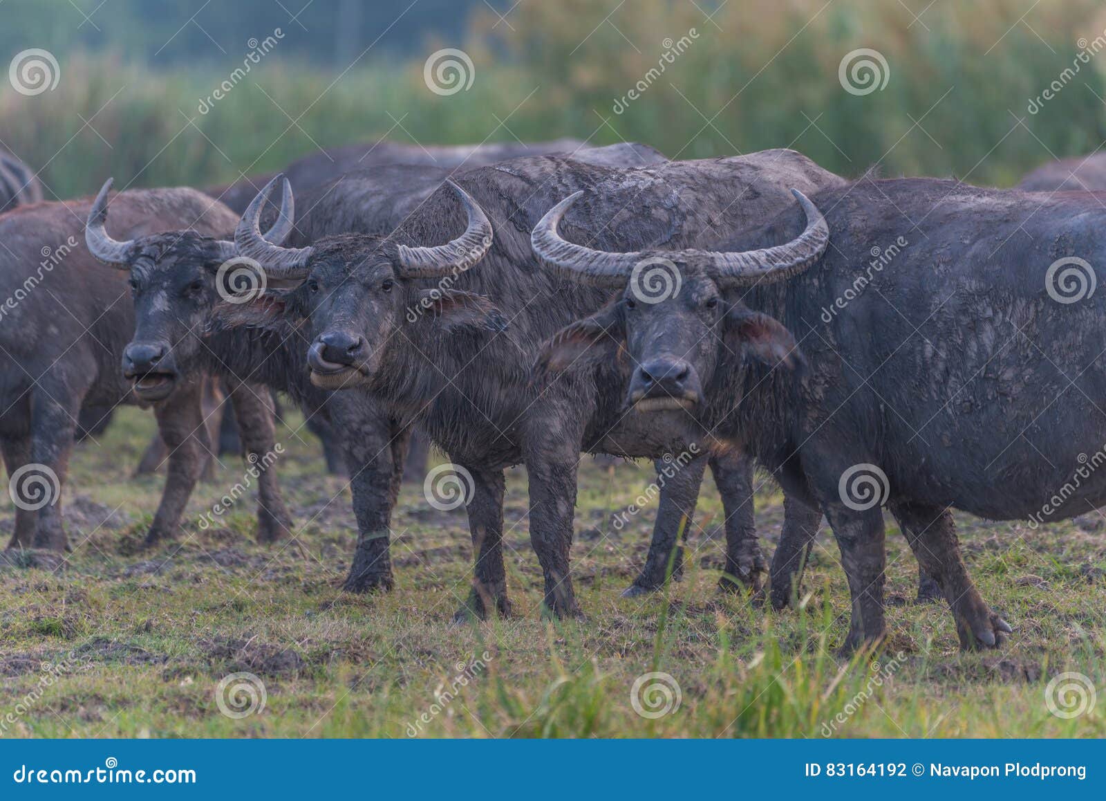 Water Buffalo in Thailand stock photo. Image of asian - 83164192