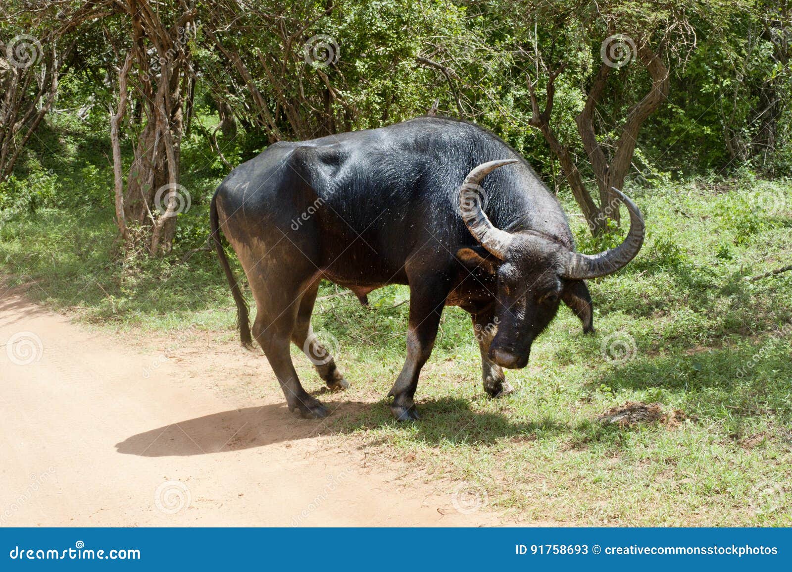 Water Buffalo Picture. Image: 91758693