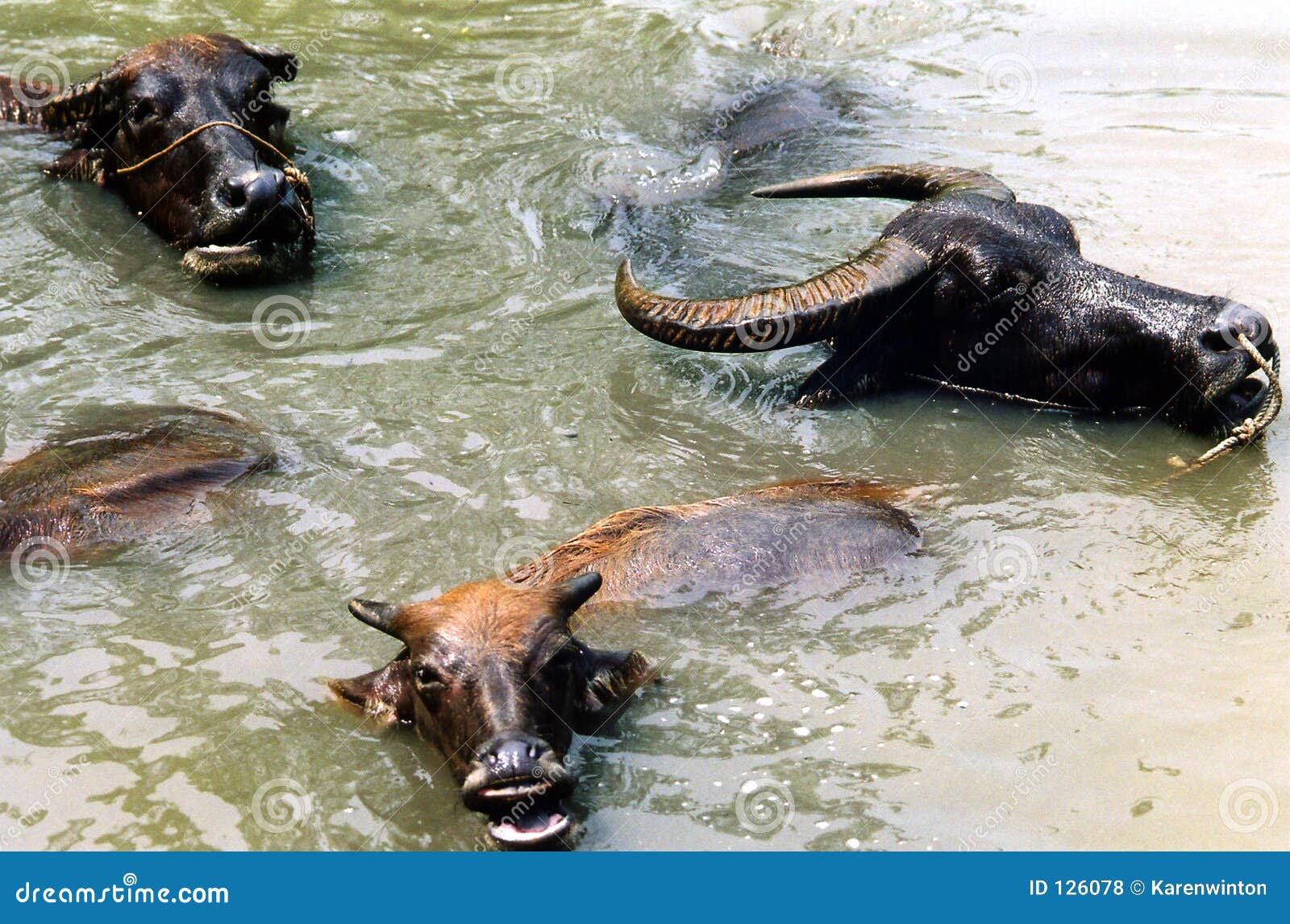 Water buffalo wallowing stock photo. Image of vietnam, hanoi - 126078