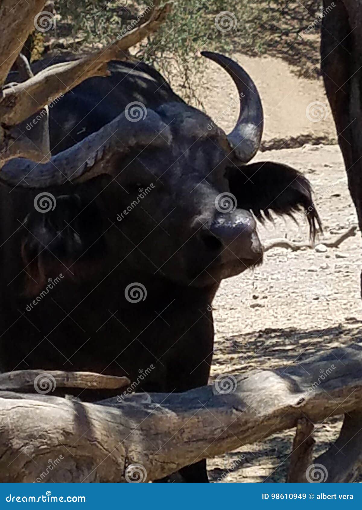 Water Buffalo stock image. Image of looking, buffalo - 98610949