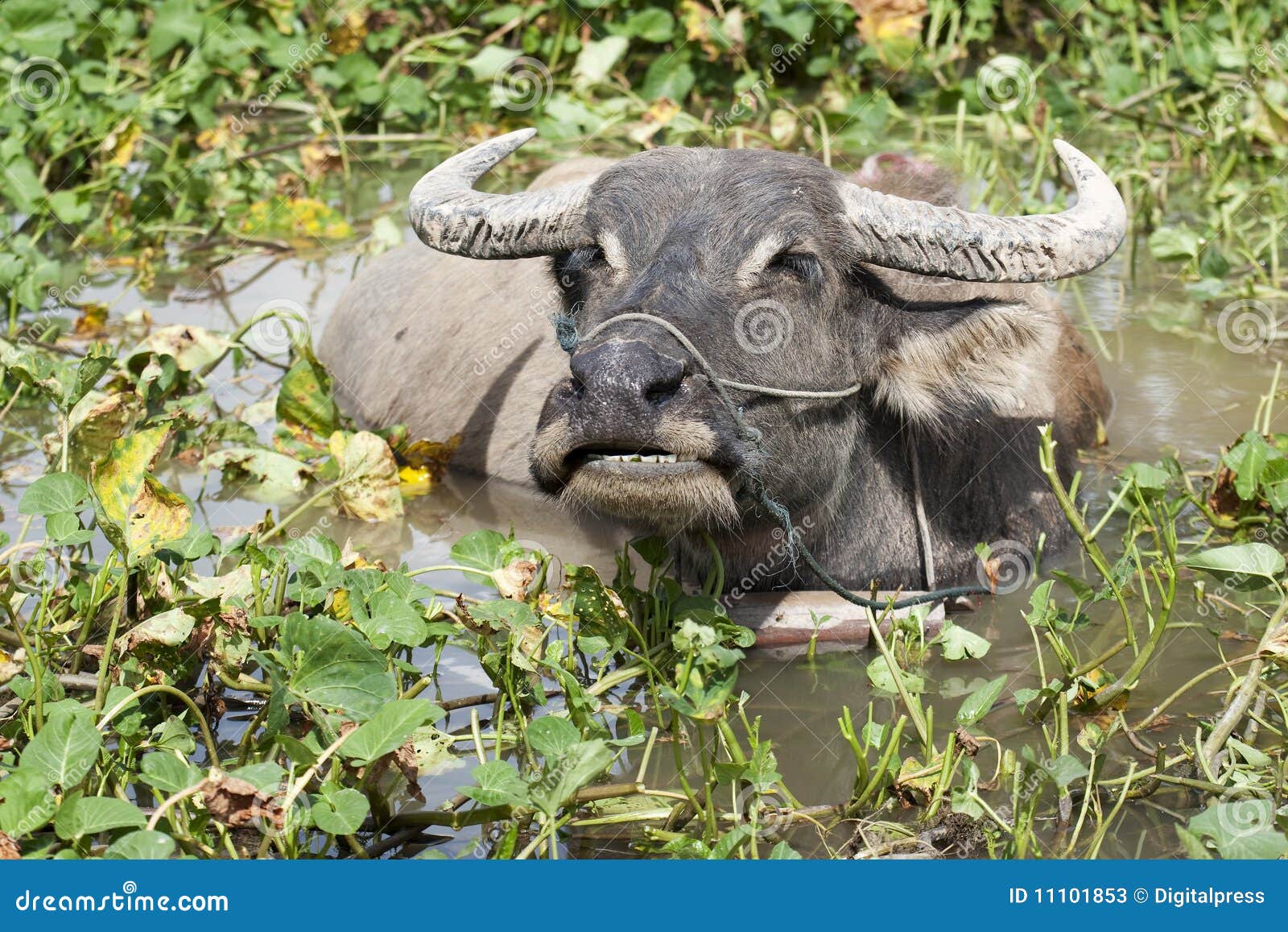 Water buffalo in the water stock image. Image of water - 11101853