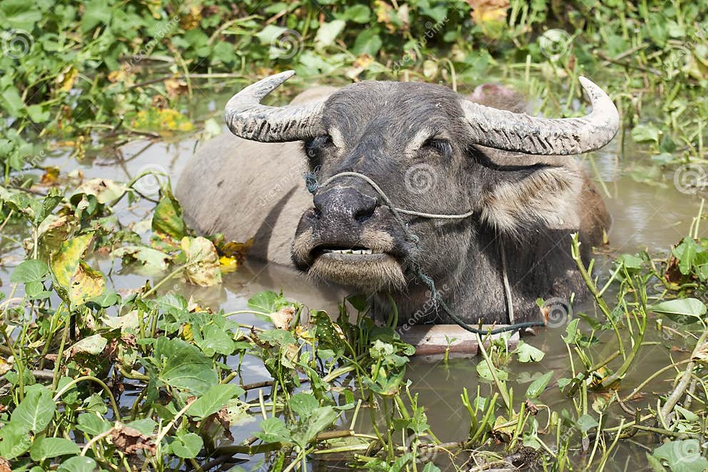 Water buffalo in the water stock image. Image of water - 11101853