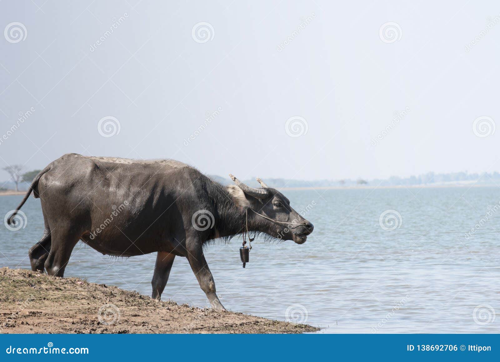 Water buffalo stock photo. Image of closeup, buffalos - 138692706