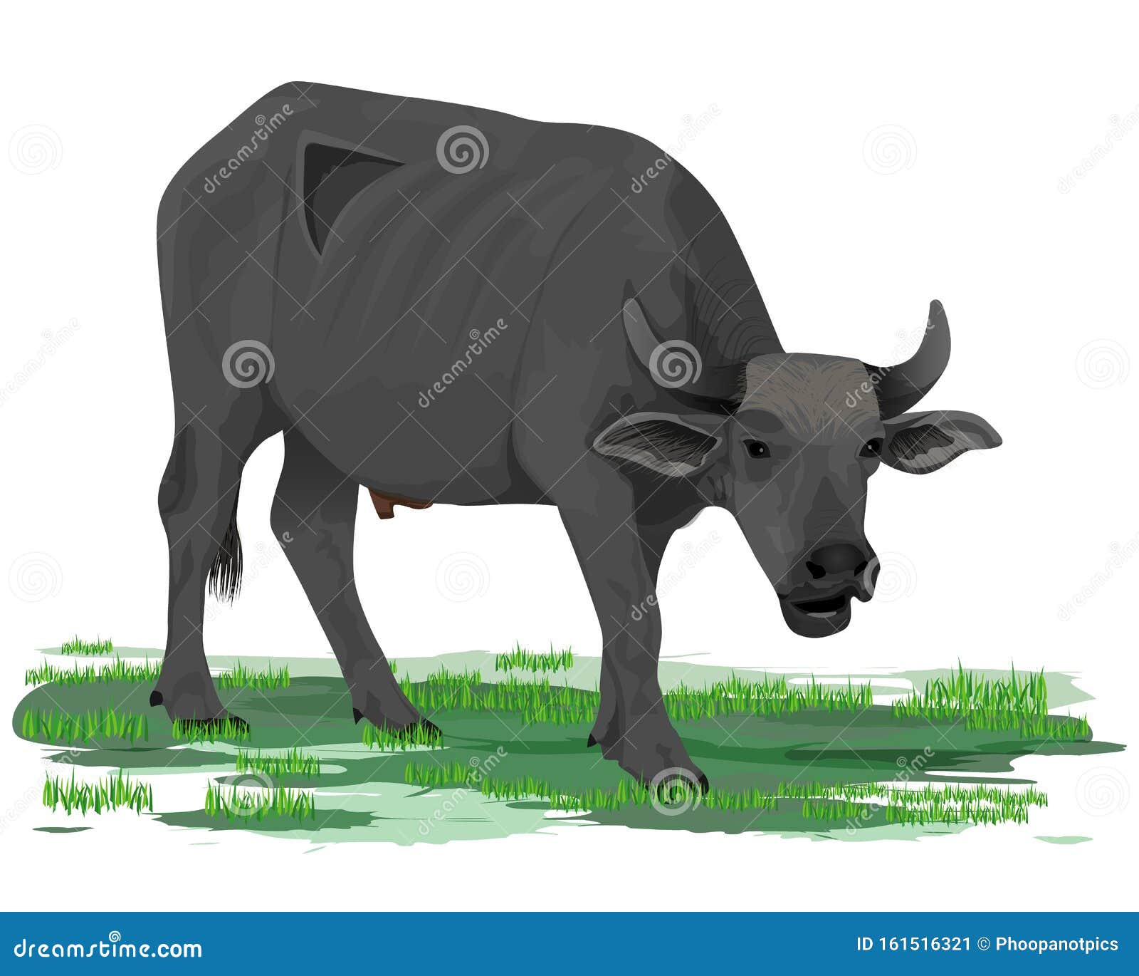 Water Buffalo on White Background Stock Vector - Illustration of cattle ...