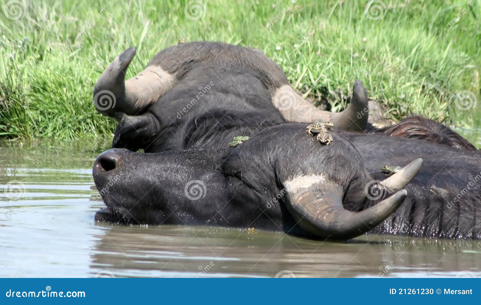 Water-buffalos stock photo. Image of buffalo, frogs, animal - 21261230