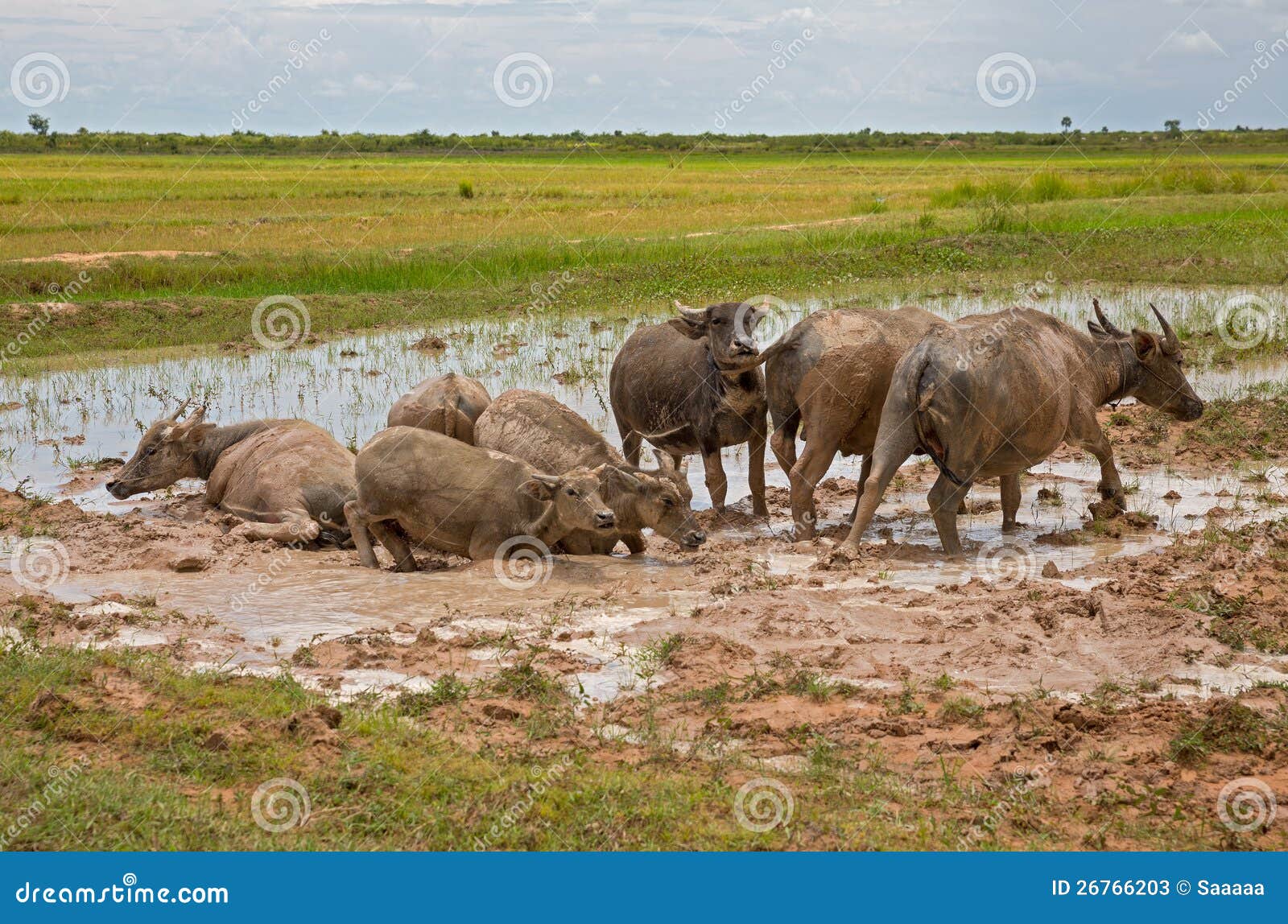 Water buffalos stock image. Image of buffalo, enjoy, water - 26766203