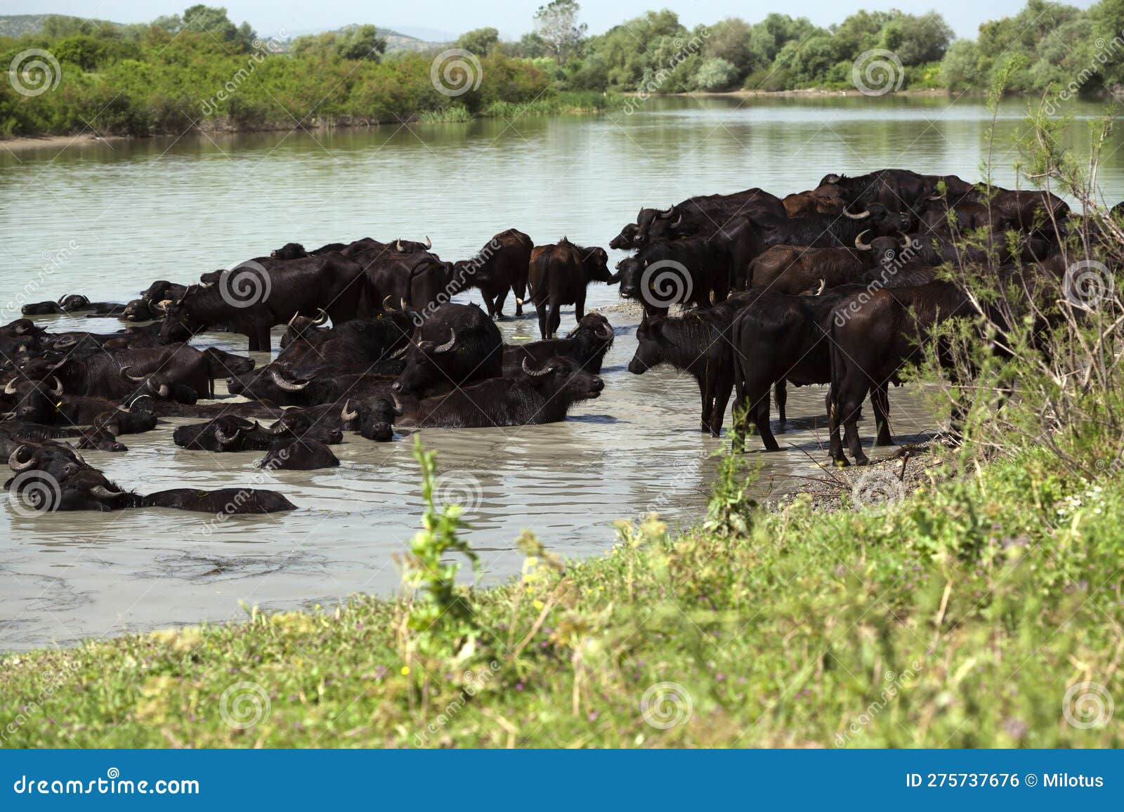 Water Buffalos are Crossing a Wide River Stock Photo - Image of ...