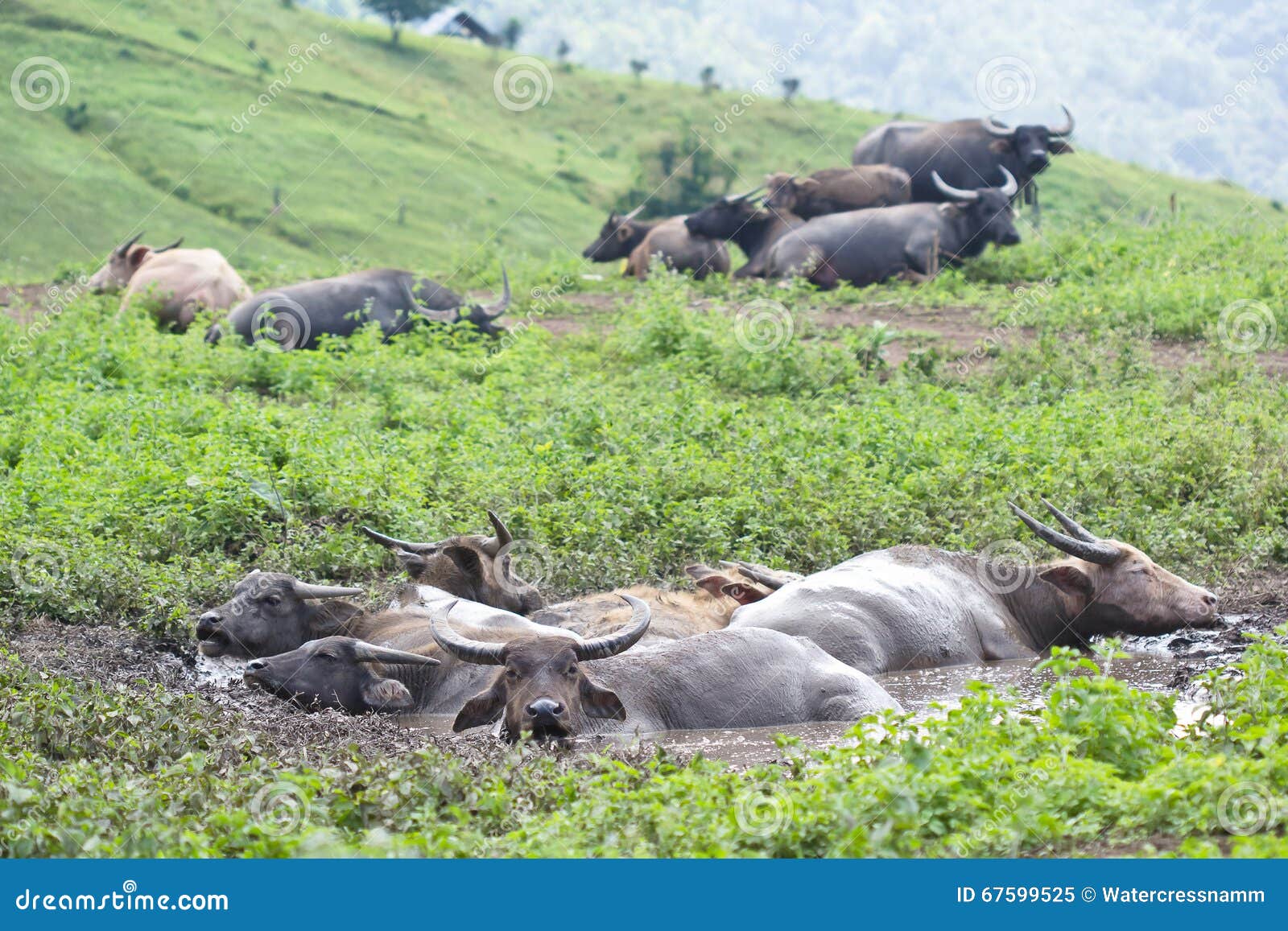 Water buffalos in a mud. stock image. Image of buffalo - 67599525