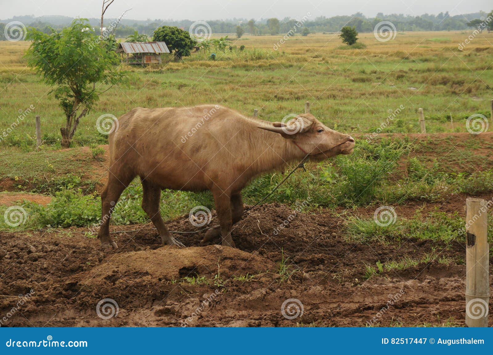 Water Bufflo At The Field Of Grass. Royalty-Free Stock Photography ...