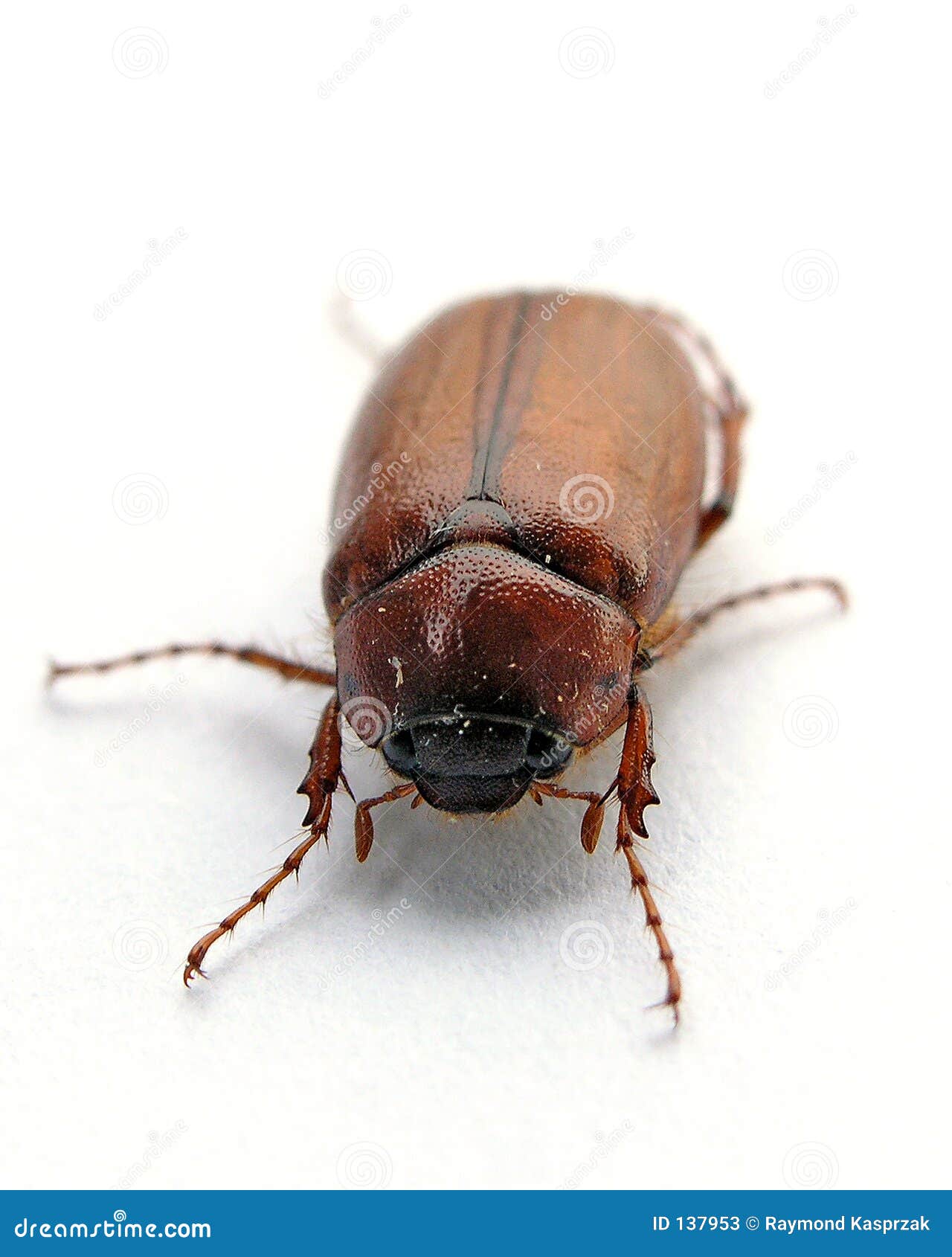 Water Bug stock image. Image of isolated, beetle, white - 137953