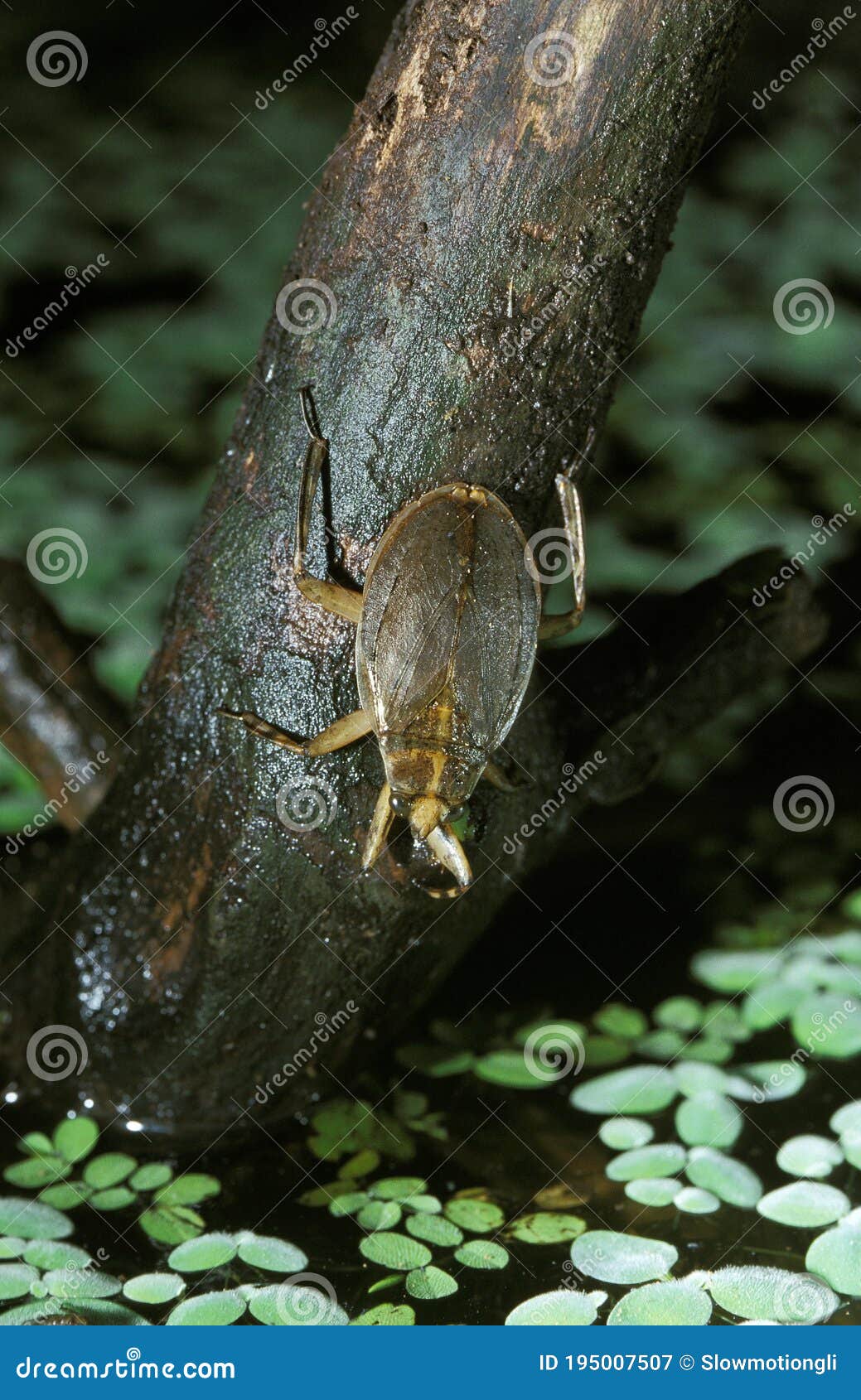 Water Bug, Abedus Herberti, Adult, Florida Stock Image - Image of water ...