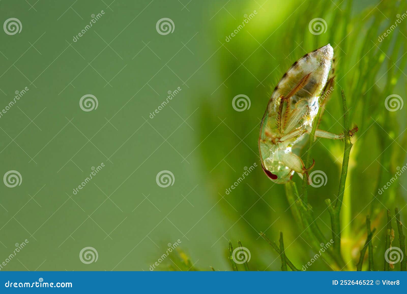 The Water Bug Aphelocheirus Aestivalis in Pond Stock Photo - Image of ...