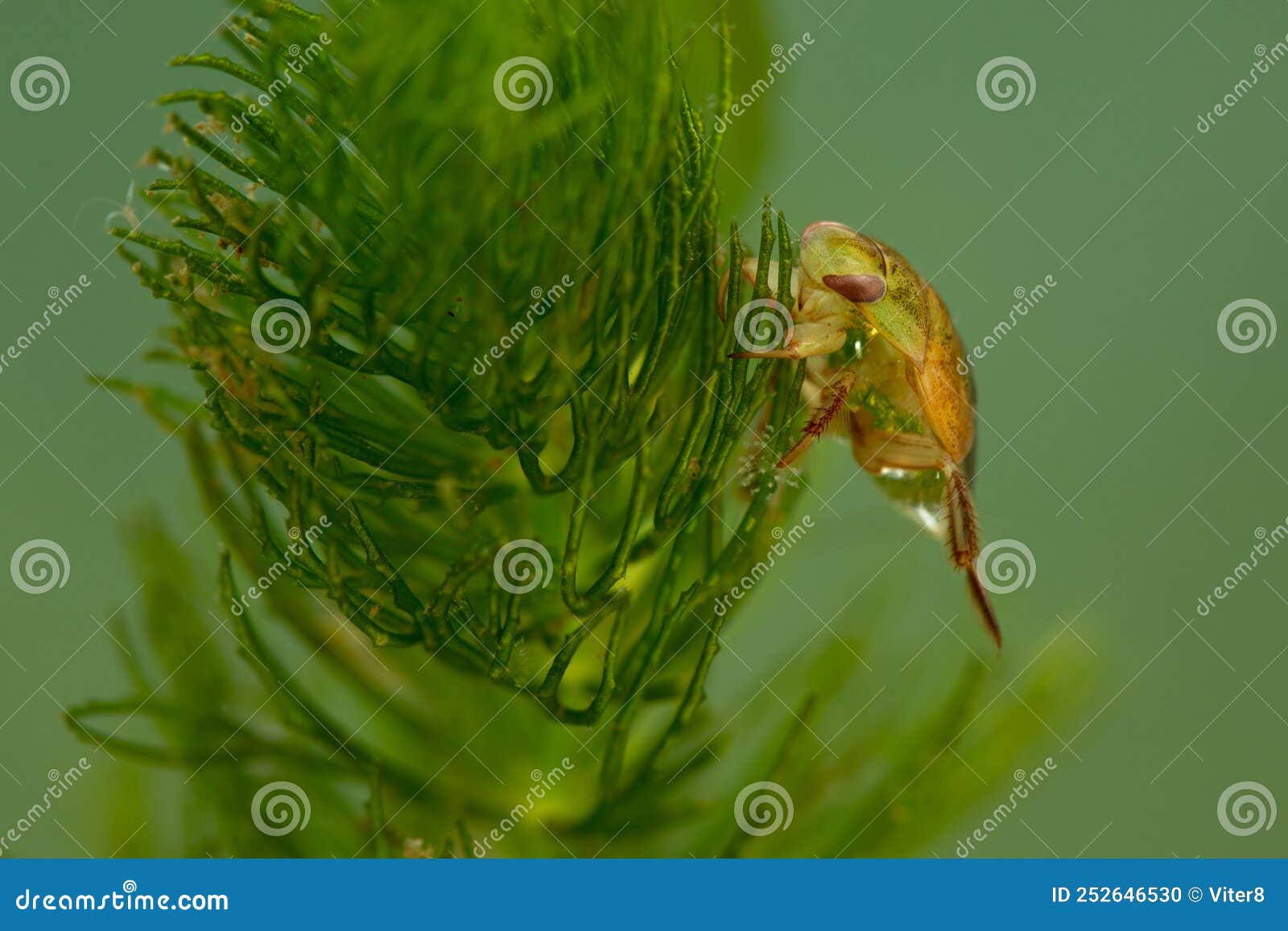 The Water Bug Aphelocheirus Aestivalis in Pond Stock Photo - Image of ...