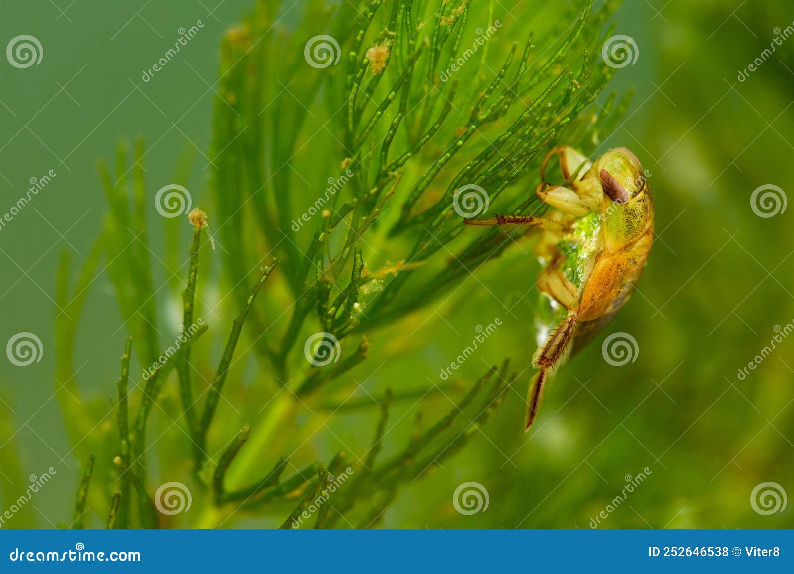 The Water Bug Aphelocheirus Aestivalis in Pond Stock Photo - Image of ...