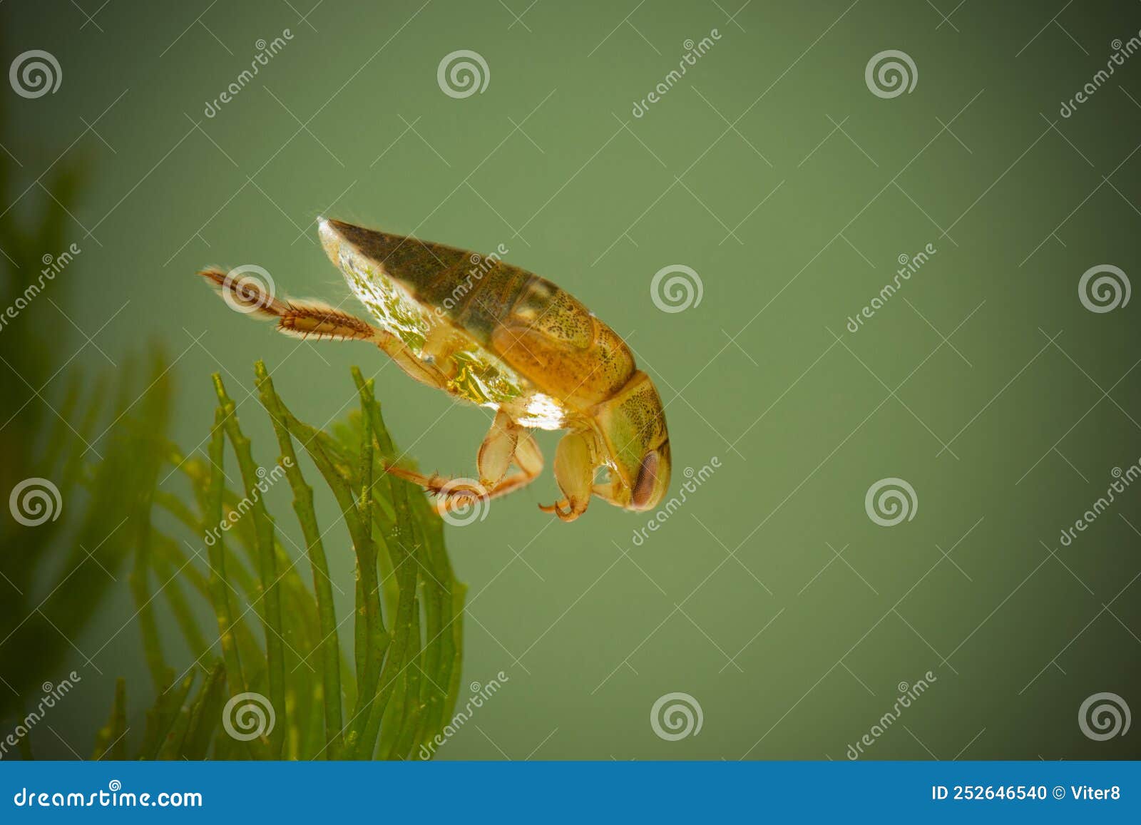 The Water Bug Aphelocheirus Aestivalis in Pond Stock Photo - Image of ...