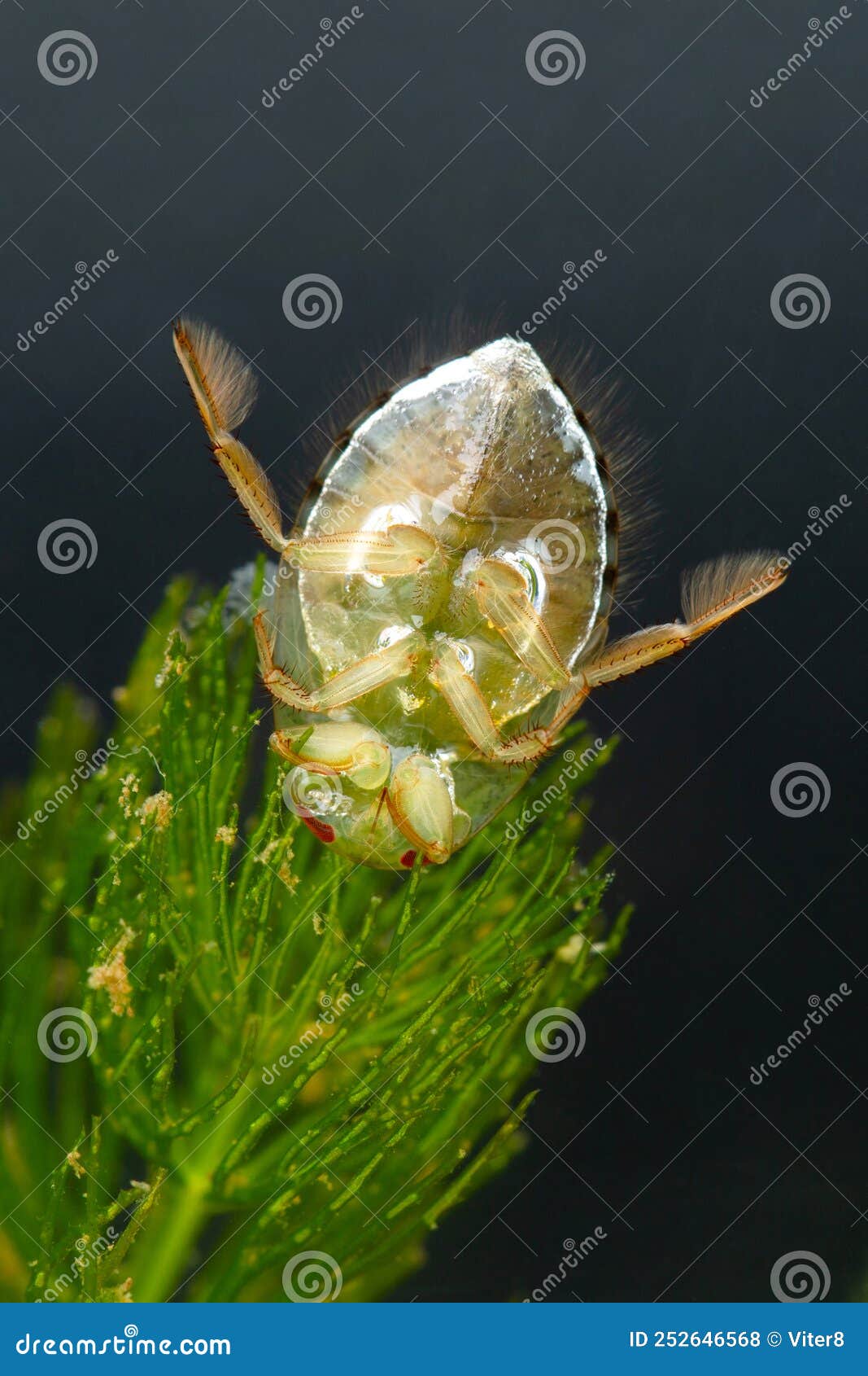 The Water Bug Aphelocheirus Aestivalis in Pond Stock Photo - Image of ...