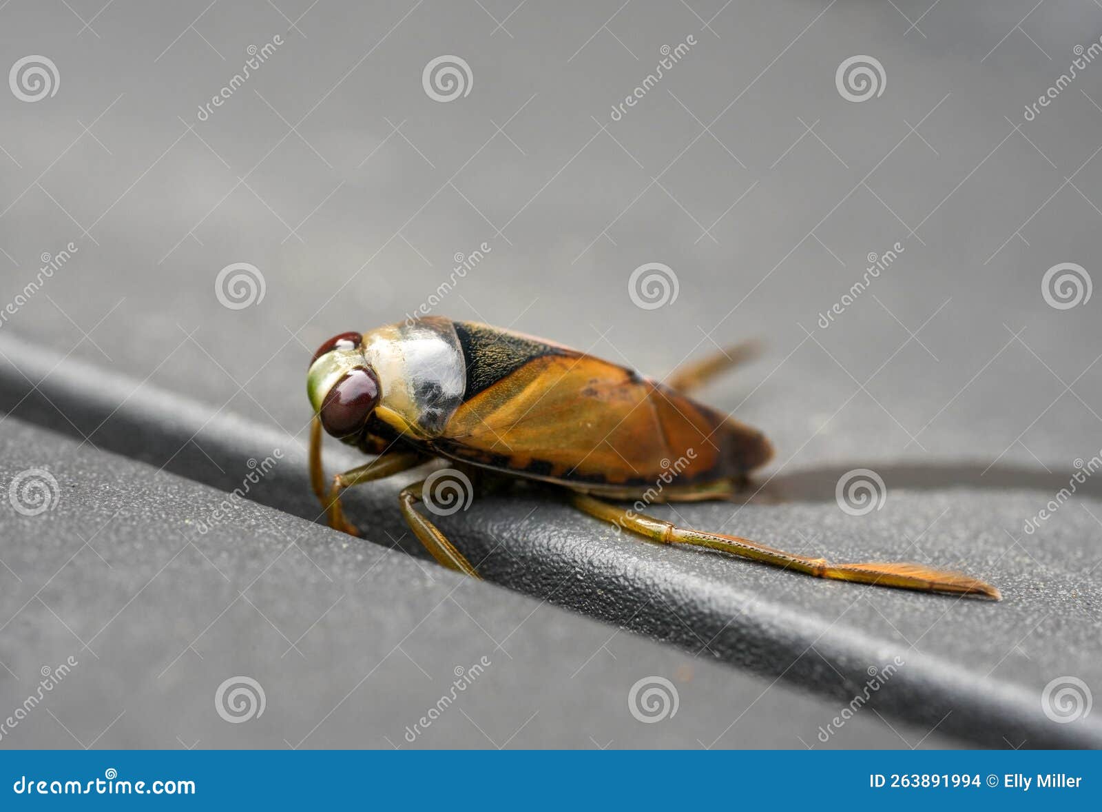 Water Bug Close-up. Common Backswimmer Stock Photo - Image of water ...