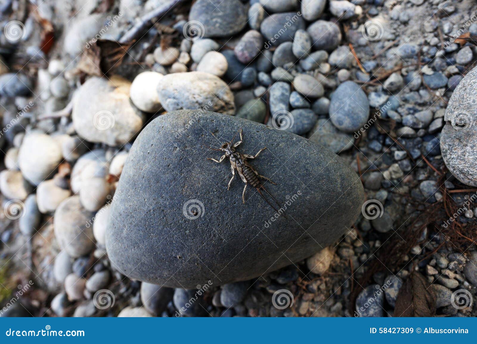 Water Bug Exoskeleton stock image. Image of shell, nature - 58427309