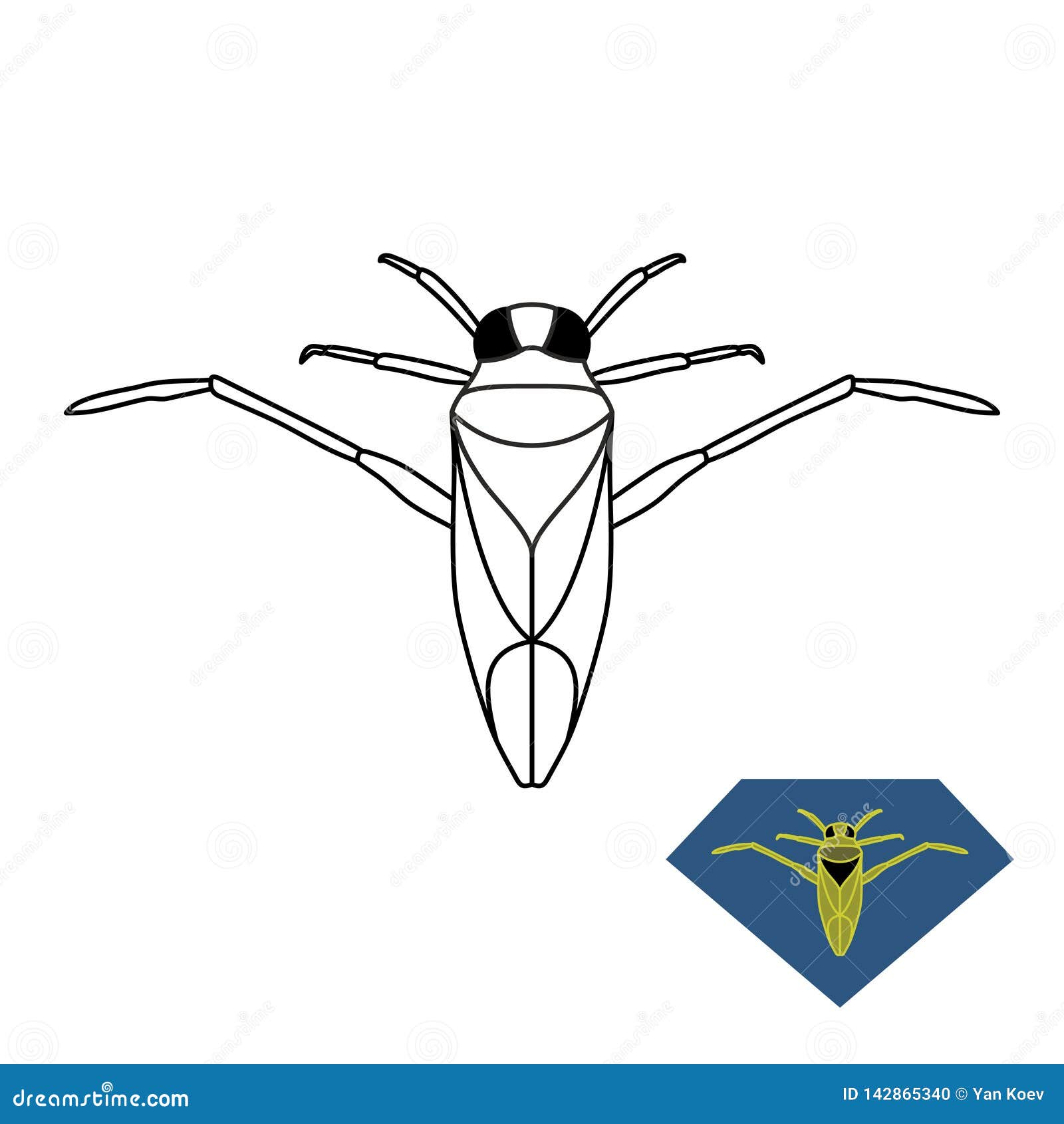 Water Bug Illustration. Backswimmer Insect Notonecta Glauca Stock ...