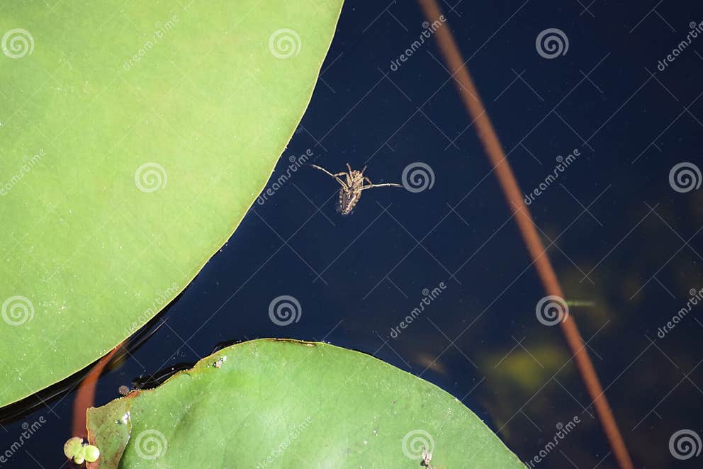 Water bug in a Pond stock image. Image of belly, pond - 167560063