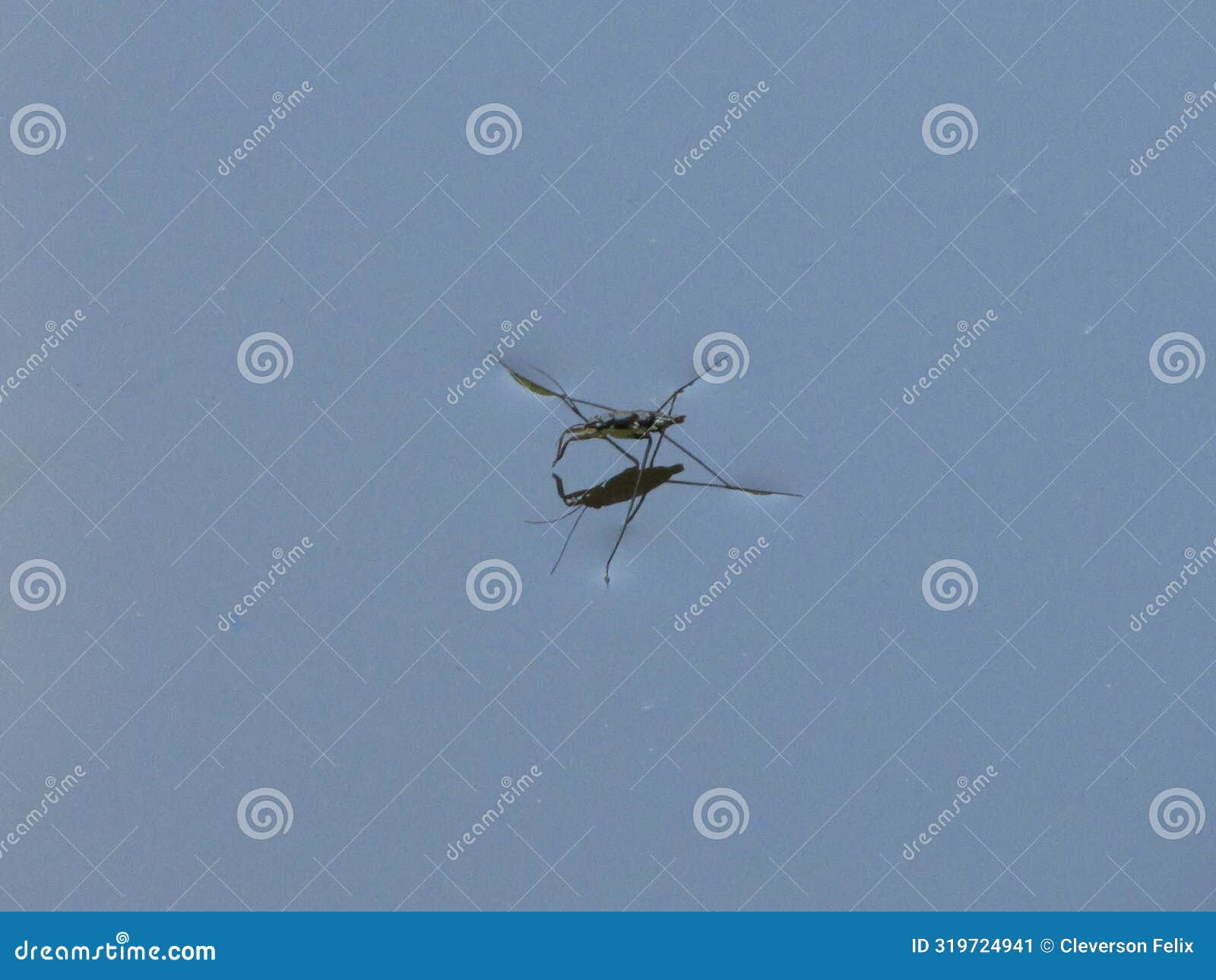 A Water Bug in a Pond, Called Jesus Bug because Stock Image - Image of ...
