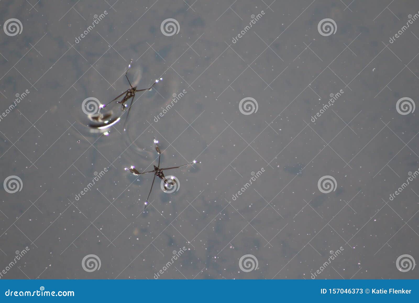 Water bugs on water stock image. Image of waterbug, space - 157046373