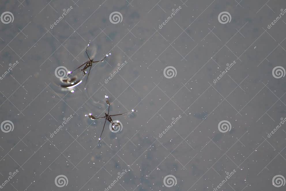 Water bugs on water stock image. Image of waterbug, space - 157046373