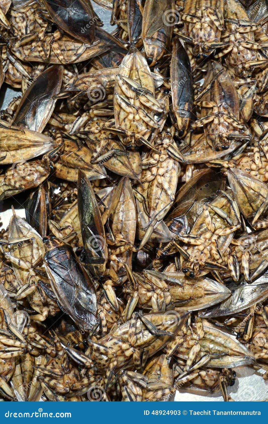 Insect Fried Food Stock Image | CartoonDealer.com #41578729