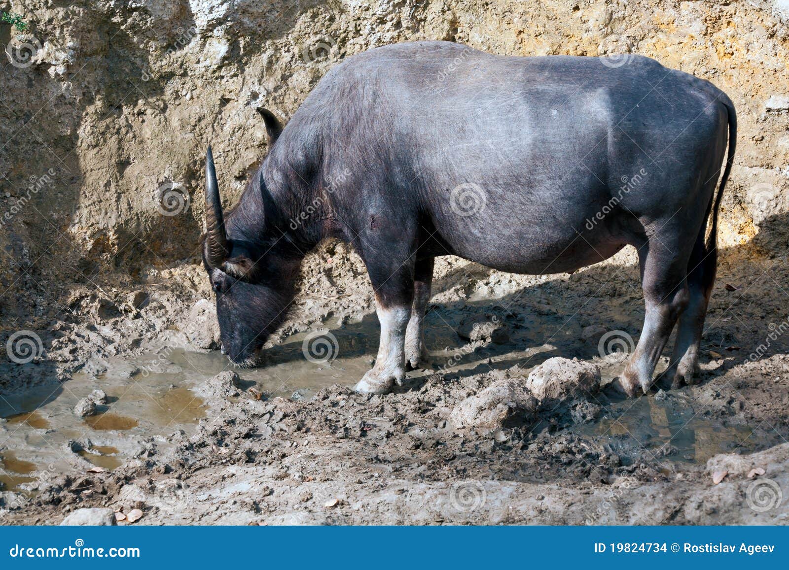 Water-bull stock photo. Image of nature, national, cute - 19824734
