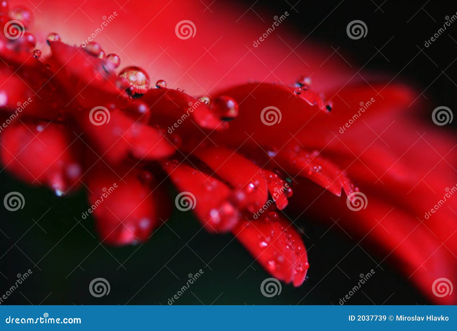 Water bullets stock image. Image of macro, natural, condensation - 2037739