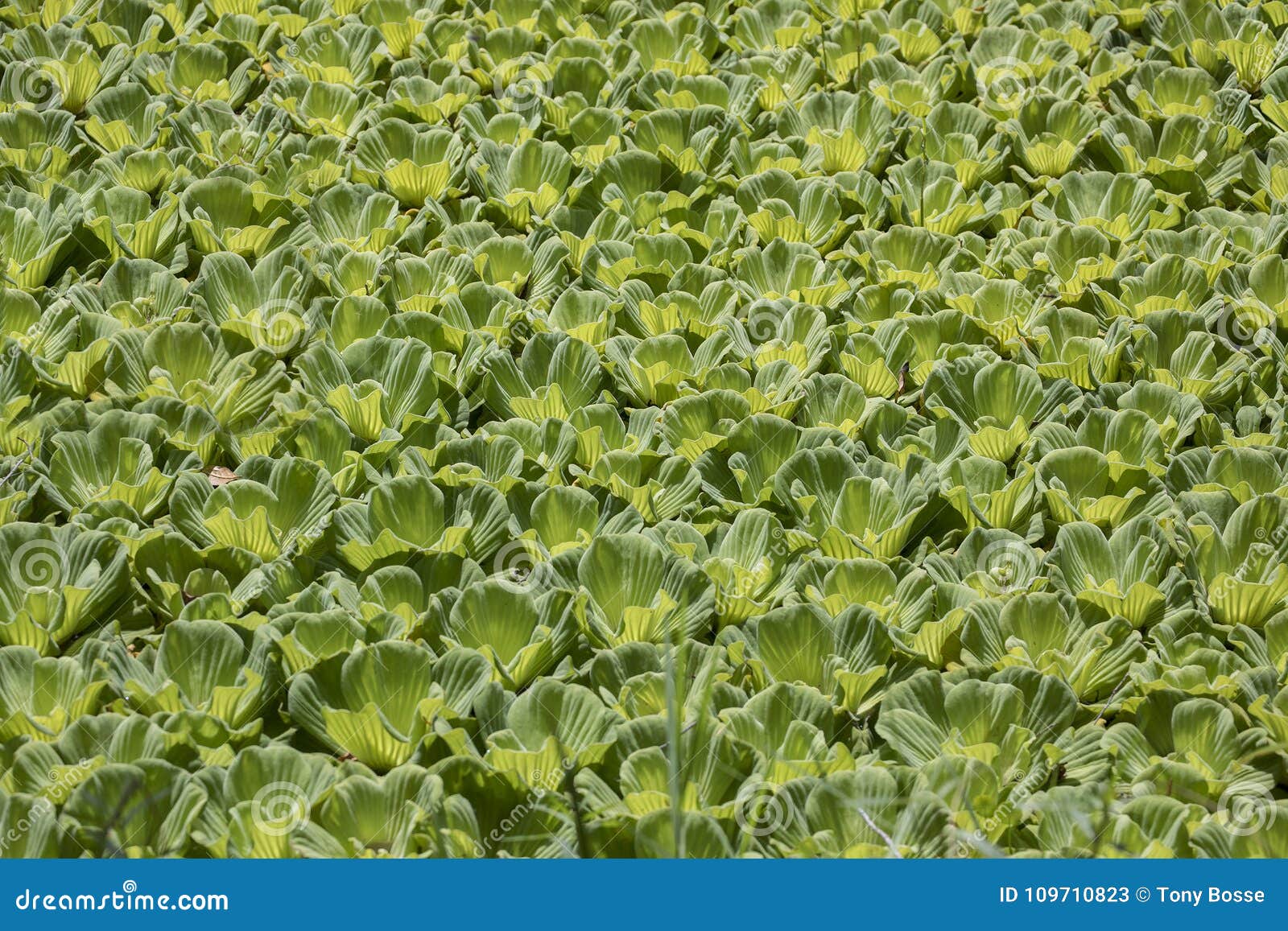 Water Cabbage Background stock image. Image of float - 109710823