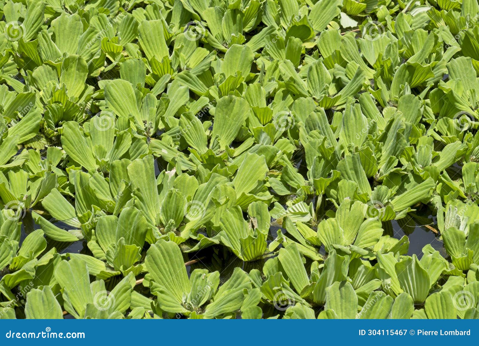 Water Cabbage, Water Lettuce, Nile Cabbage Floating on River Water ...